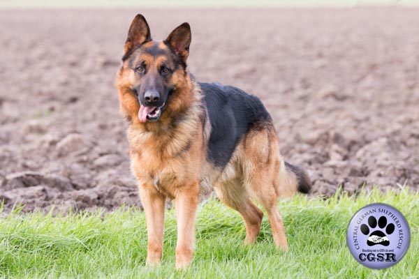 Rex - Central German Shepherd Rescue