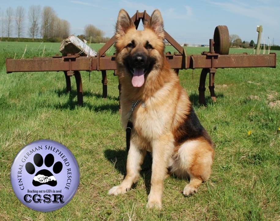 GEORGE - Central German Shepherd Rescue