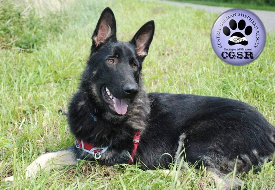 FYNN - Central German Shepherd Rescue