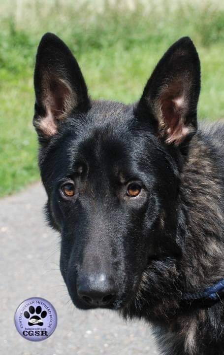 FYNN - Central German Shepherd Rescue