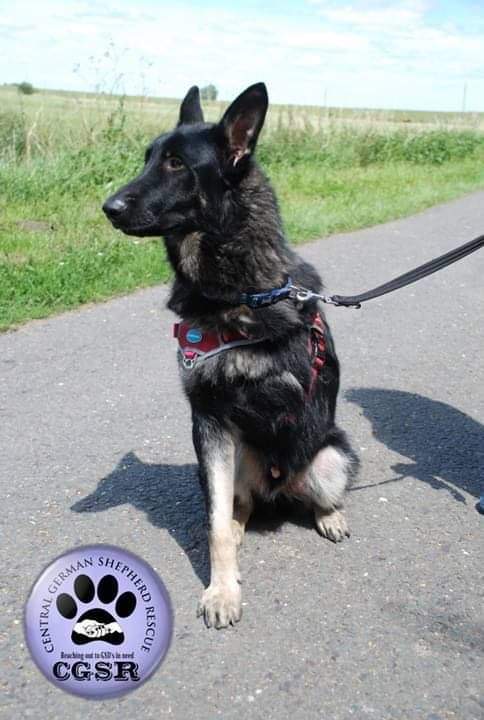 FYNN - Central German Shepherd Rescue